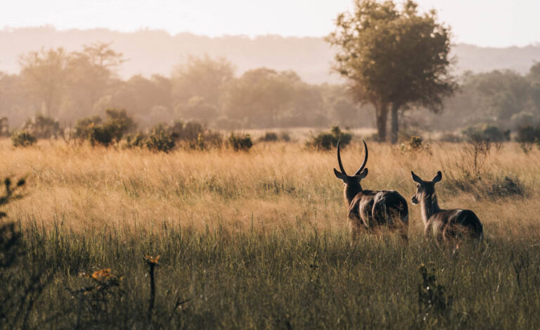 Saadan National Park - Kiriwe Travel & Safaris